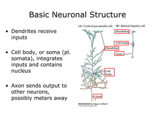 Neuro.ppt
