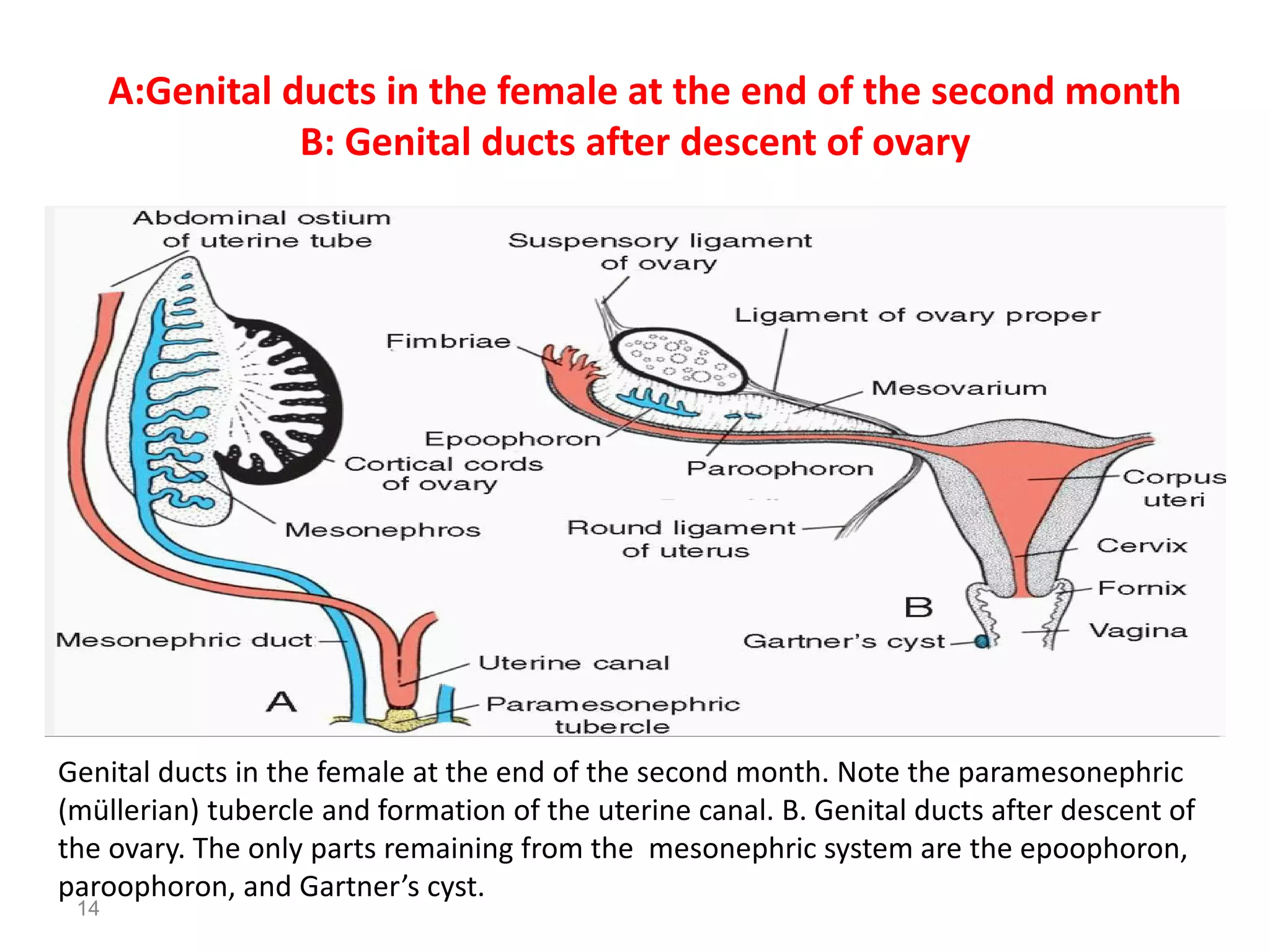 Reproductive system development | PDF