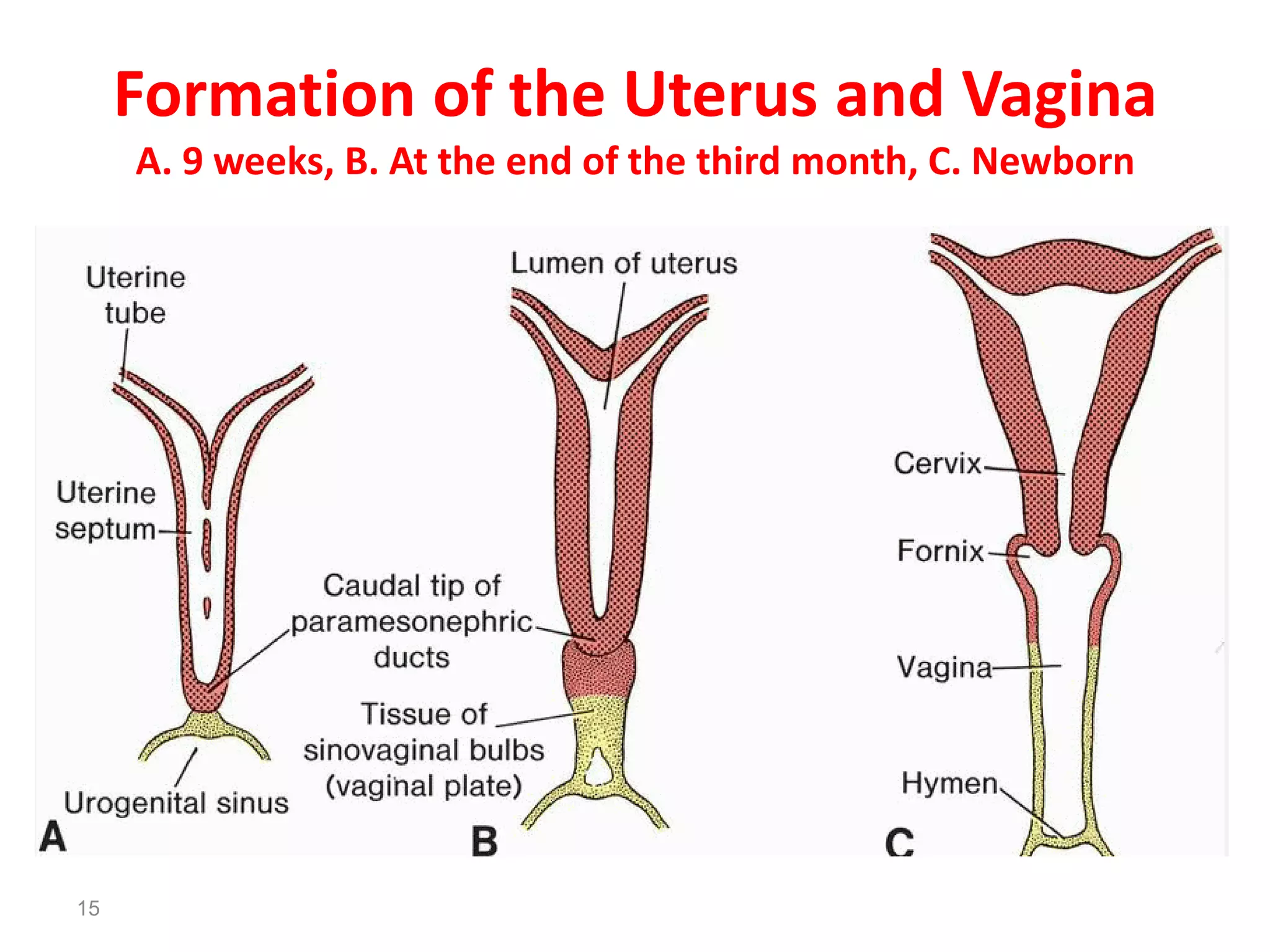 Reproductive System Development Pdf