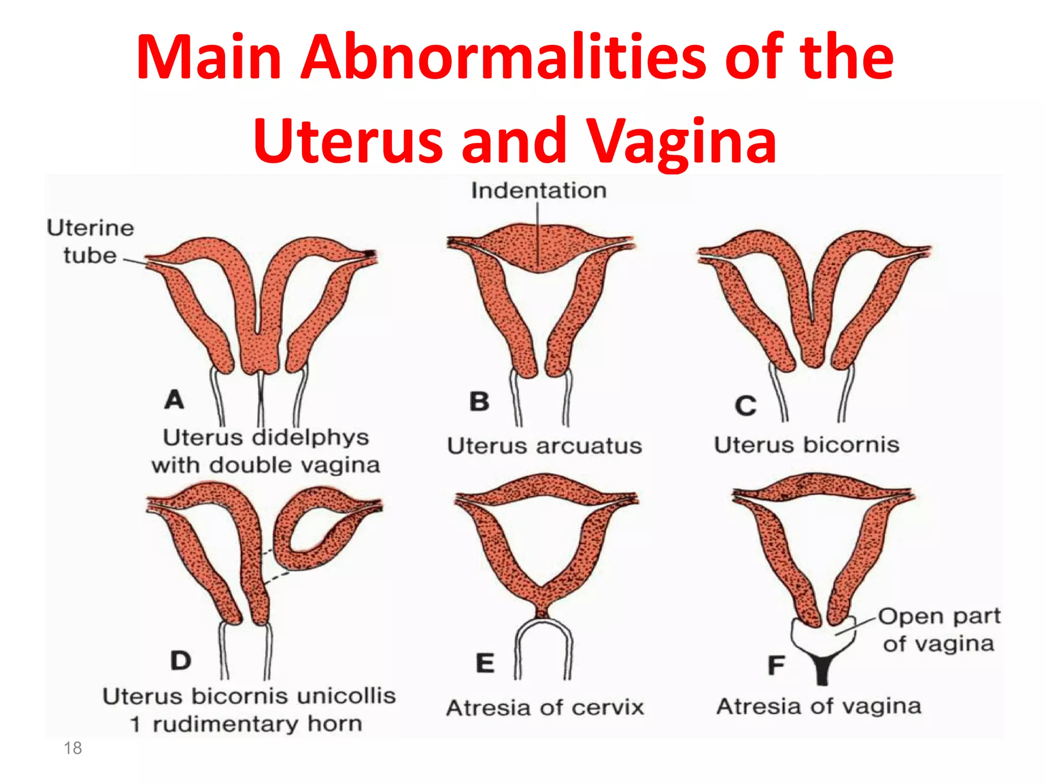 Reproductive System Development Pdf