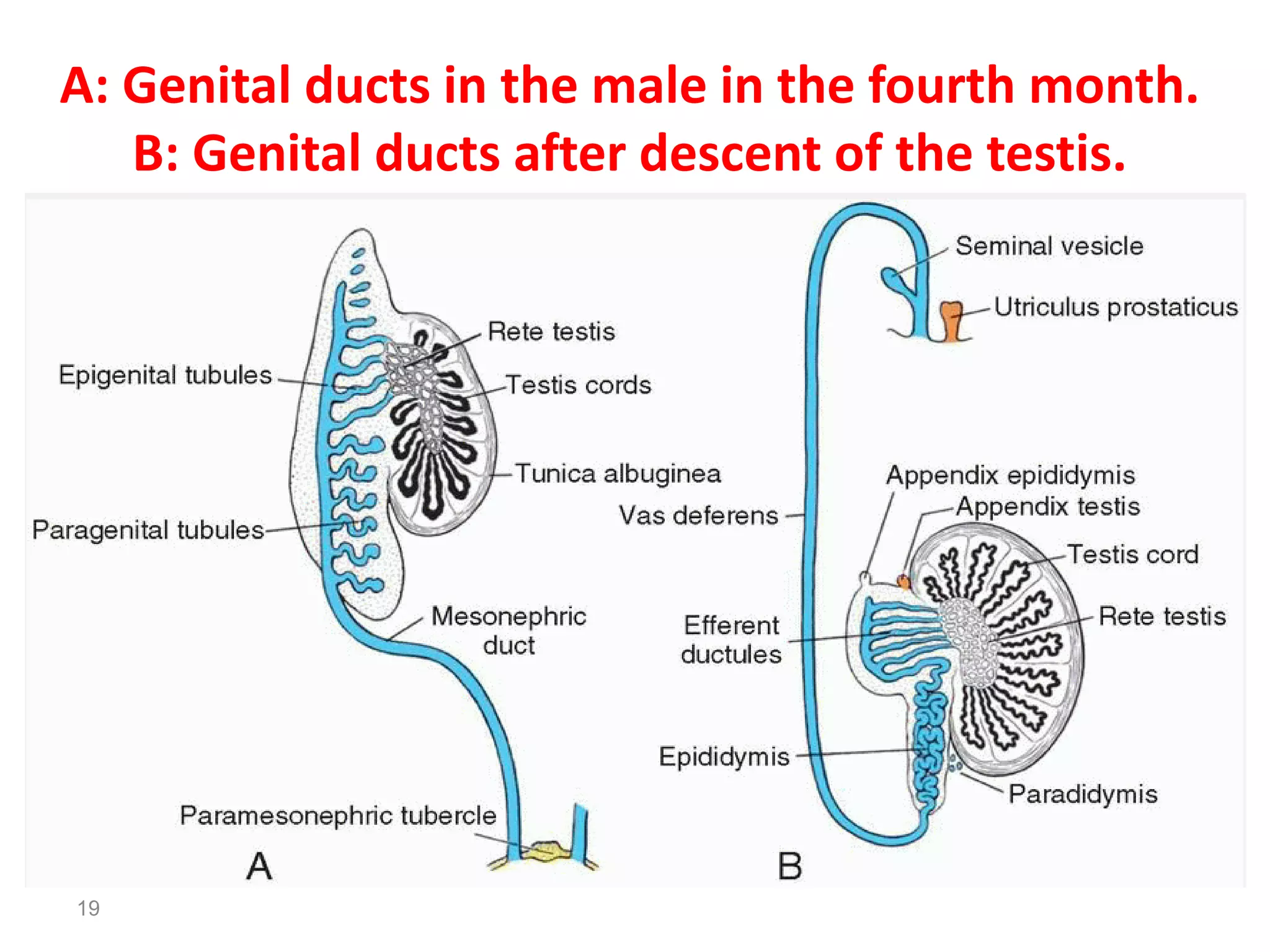 Reproductive System Development Pdf