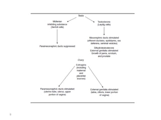 Reproductive system development | PDF