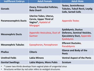 Reproductive system development | PDF