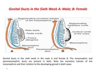 Reproductive system development | PDF