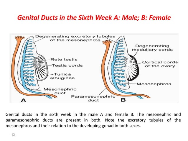 Reproductive system development | PPT