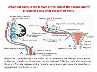 Reproductive system development | PDF