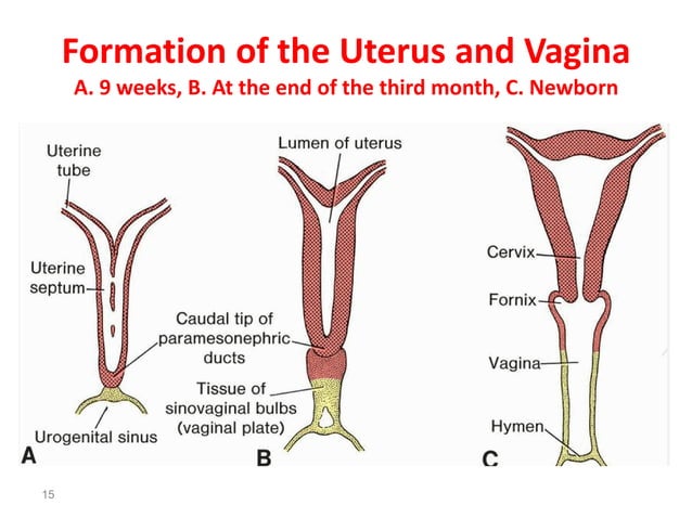 Reproductive system development | PPT