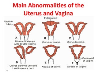 Reproductive System Development Pdf