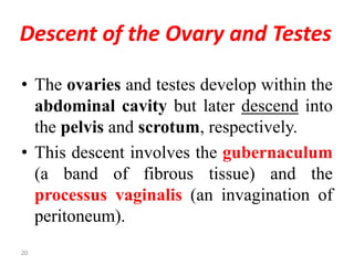 Reproductive system development | PDF