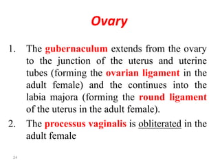 Reproductive system development | PDF