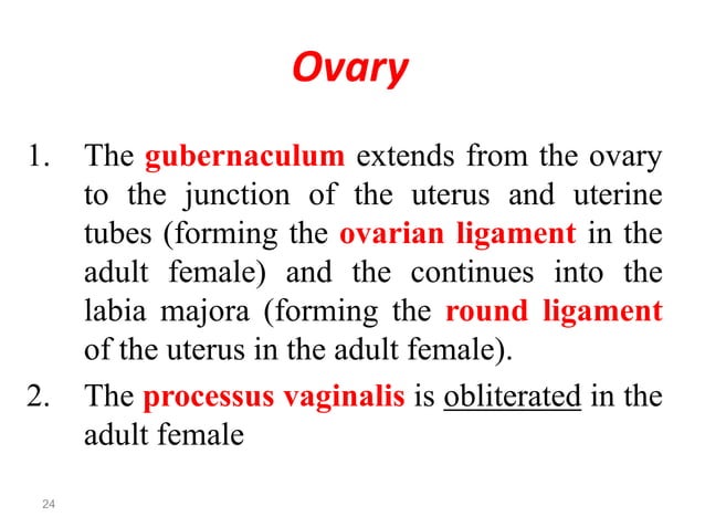 Reproductive system development | PPT