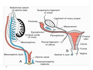 Reproductive System Development Pdf