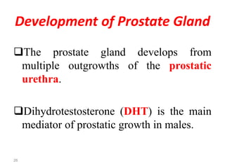 Reproductive system development | PDF