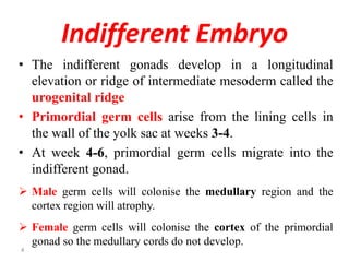 Reproductive system development | PDF