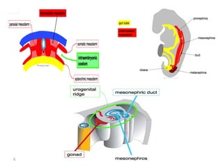 Reproductive System Development Pdf
