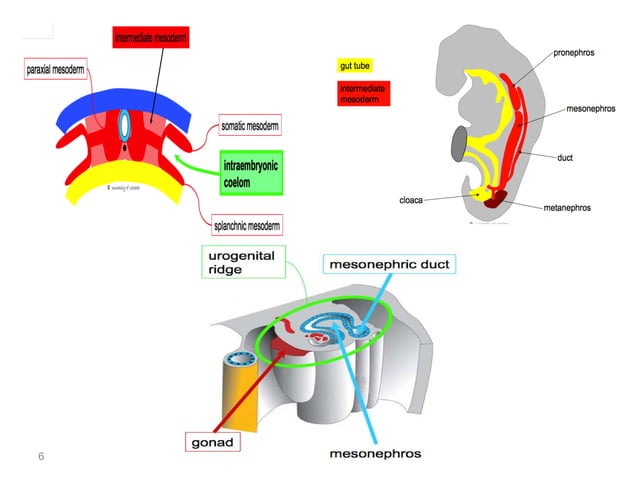 Reproductive system development | PPT