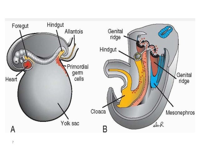Reproductive system development | PPT