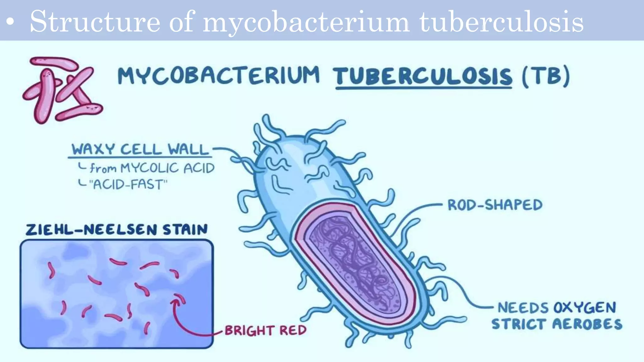 Definition of tuberculosis as scientific and practical problem | PPTX