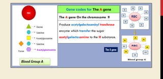 Genetic terms in blood banking | PDF