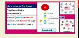 Genetic terms in blood banking | PDF