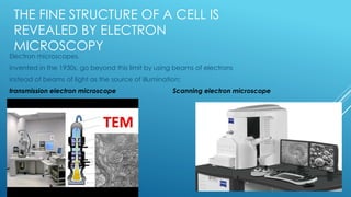 Lecture 1. Introduction to cell biology.pptx