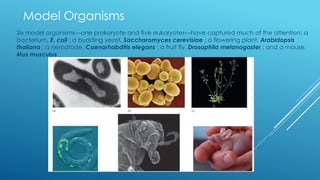 Lecture 1. Introduction to cell biology.pptx