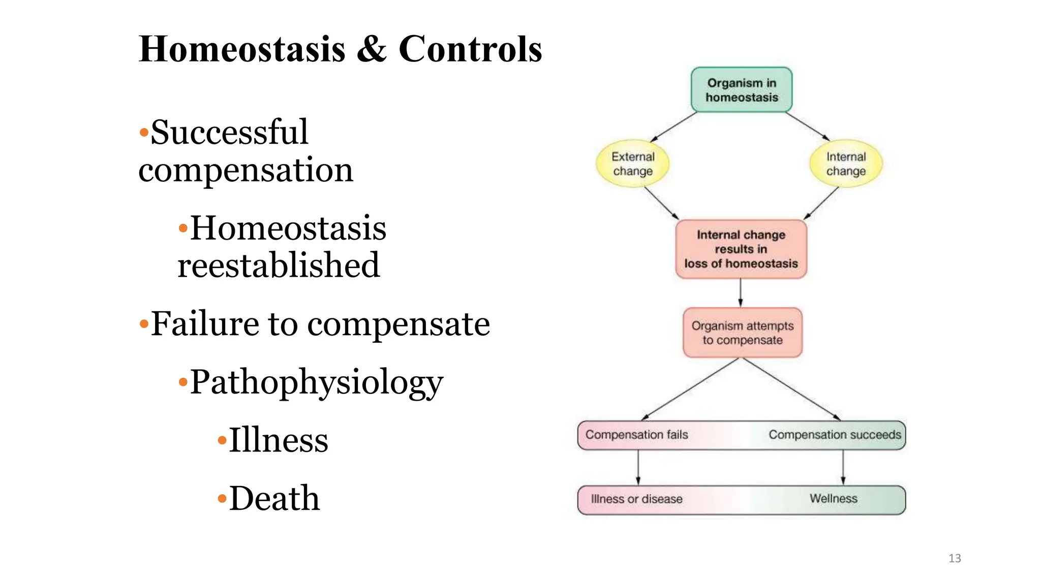 LECTURE Homeostasis maintenance of internal environment 1.ppt