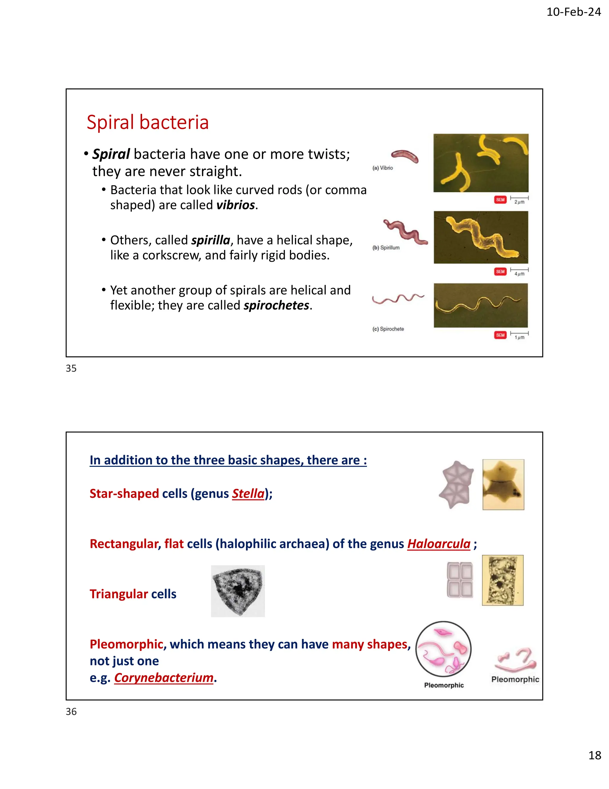 General microbiology lecture 1 and bacteria | PDF