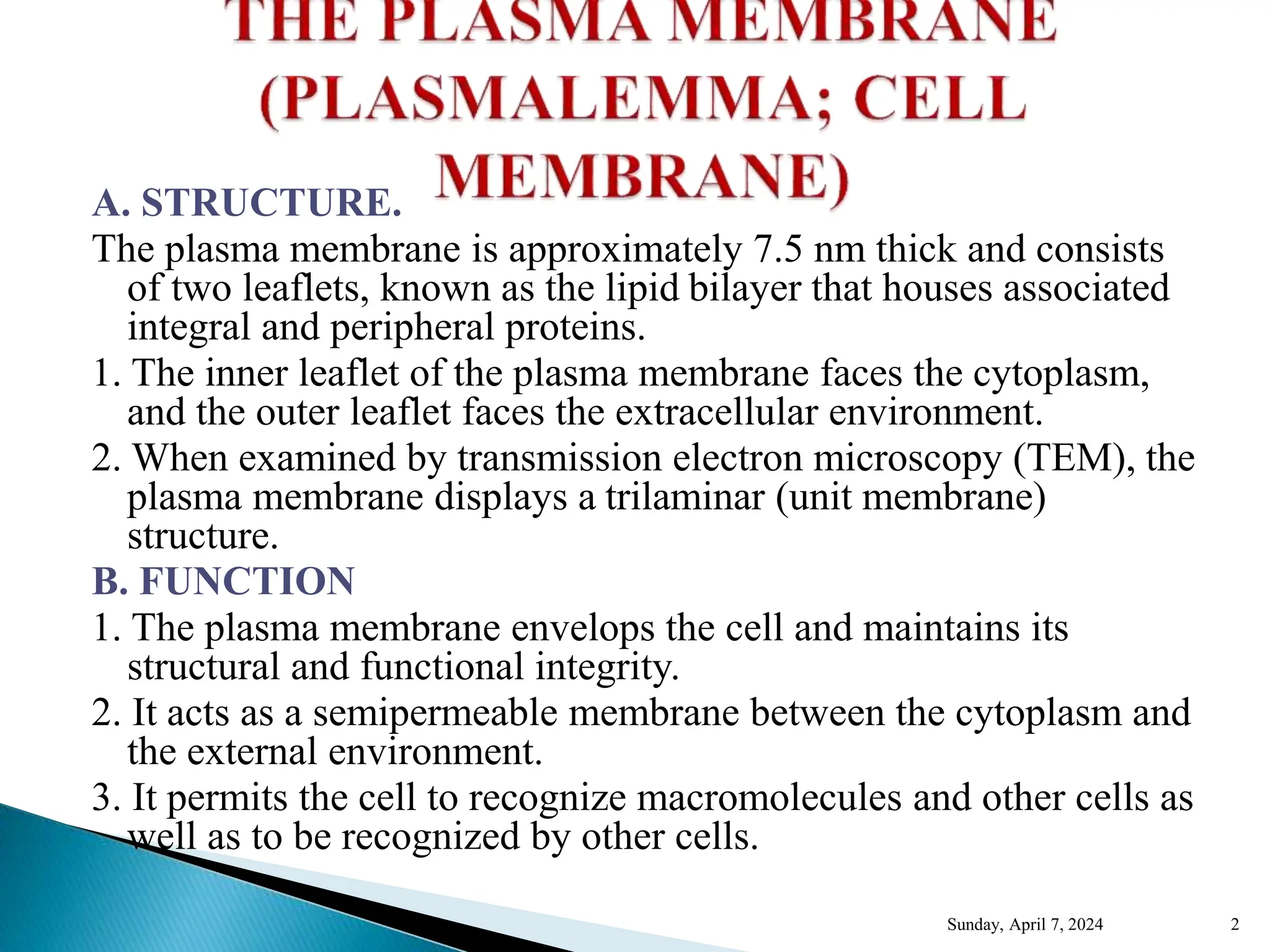 LECTURE 1. PLASMA MEMBRANE.pptxhhjjjghfh | PPTX