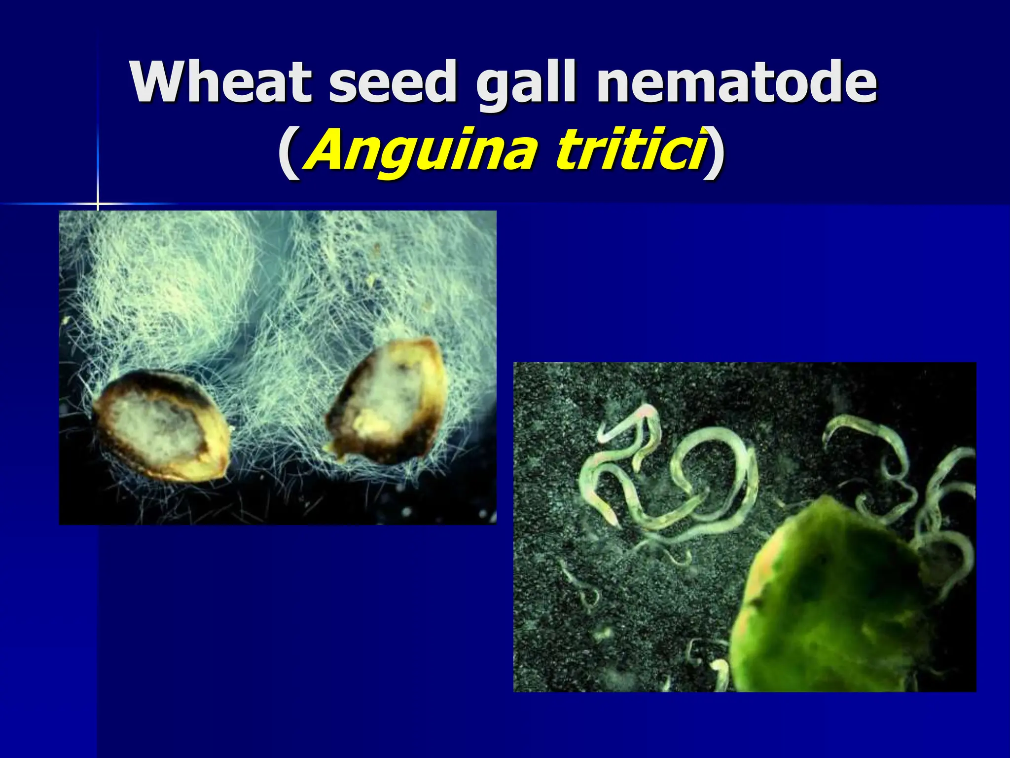 Lecture 1.ppt rdna technology and pathology | PPT