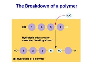 Lecture 1.ppt protien structure in laboratory department | PPT