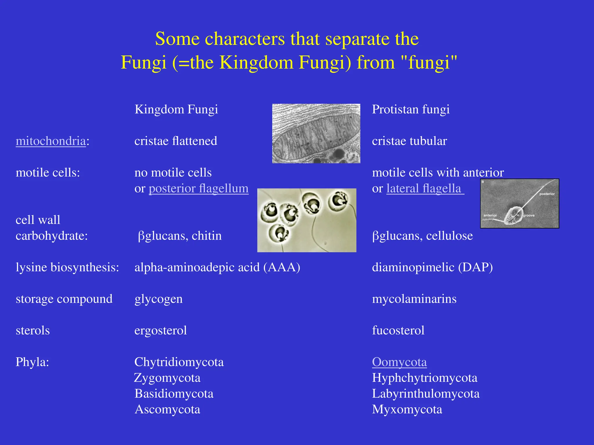 Basic biology of fungi presentation-1.ppt