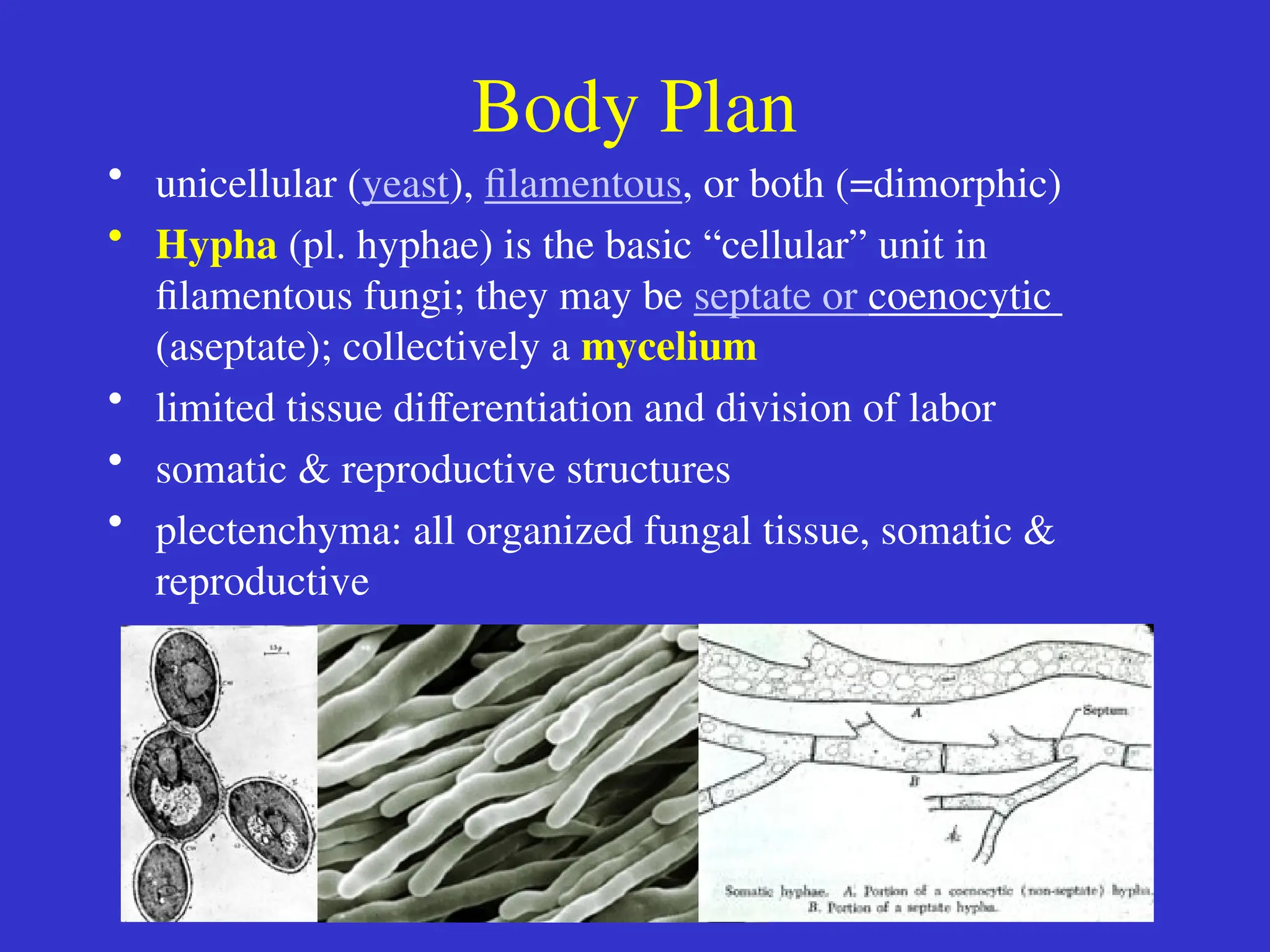 Basic biology of fungi presentation-1.ppt