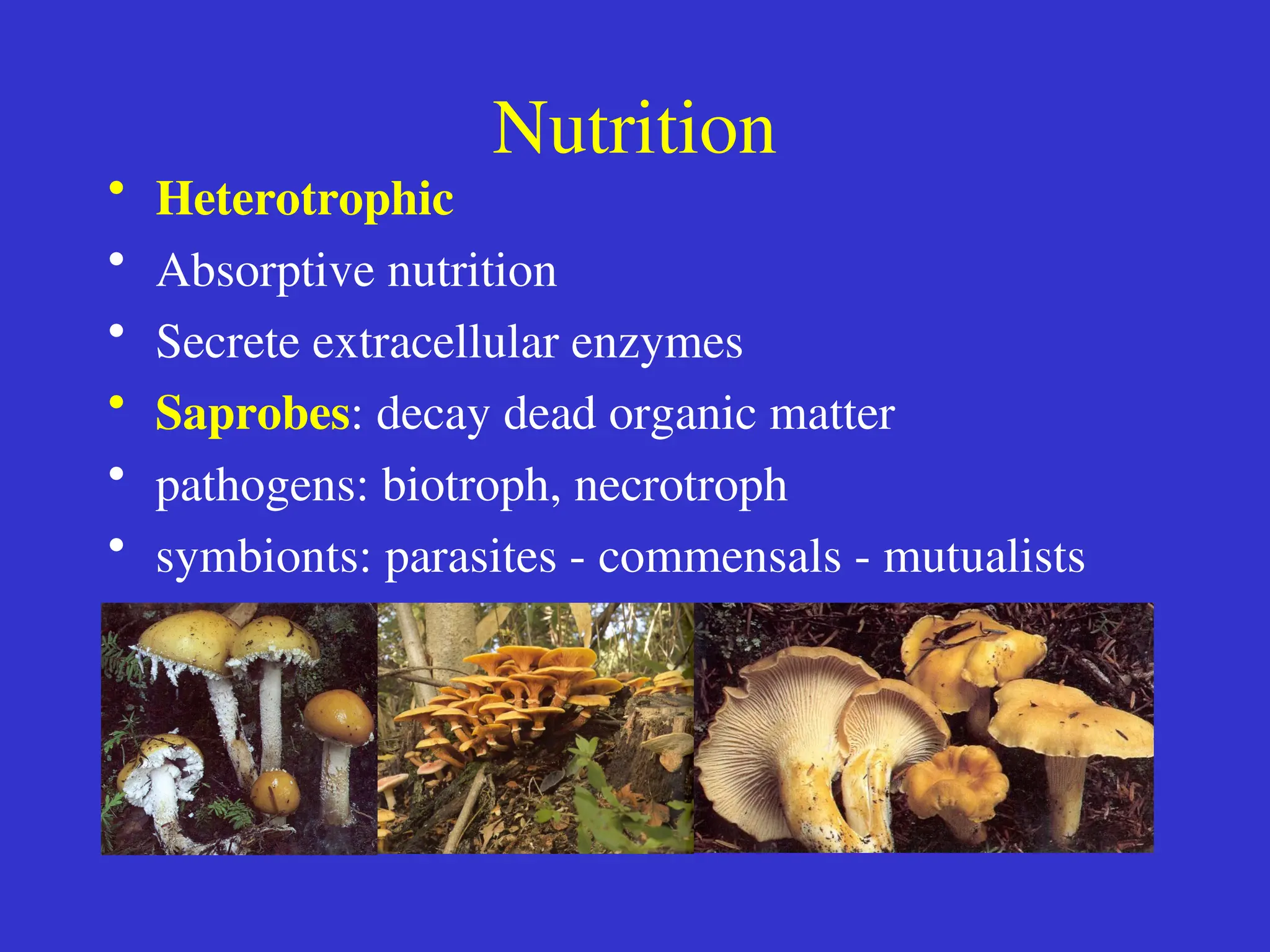 Basic biology of fungi presentation-1.ppt