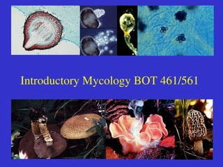 Basic biology of fungi presentation-1.ppt