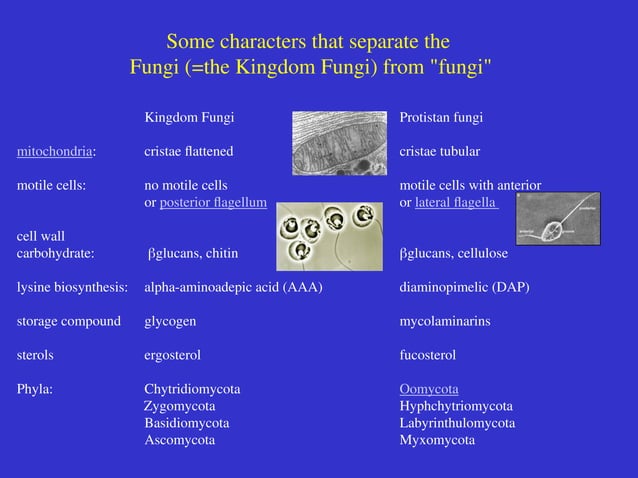 Basic biology of fungi presentation-1.ppt