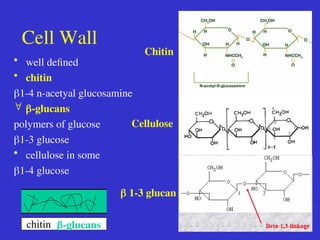 Basic biology of fungi presentation-1.ppt