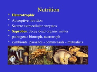 Basic biology of fungi presentation-1.ppt