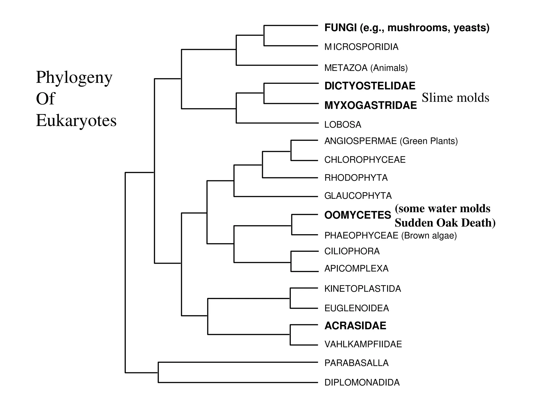 Basic fungal biology presentation lecture.ppt