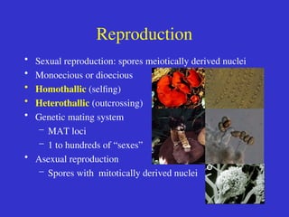 Basic fungal biology presentation lecture.ppt