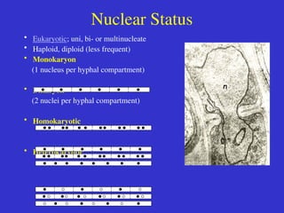 Basic fungal biology presentation lecture.ppt