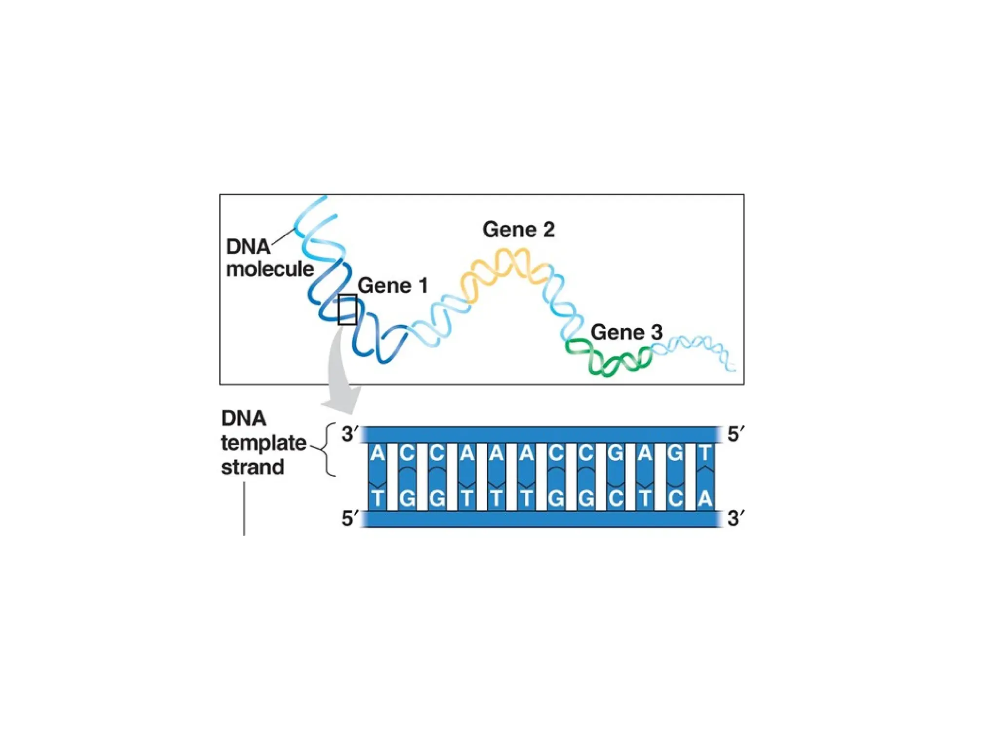 Nucleic Acids And Nucleotides Structure Function And Significance Pptx