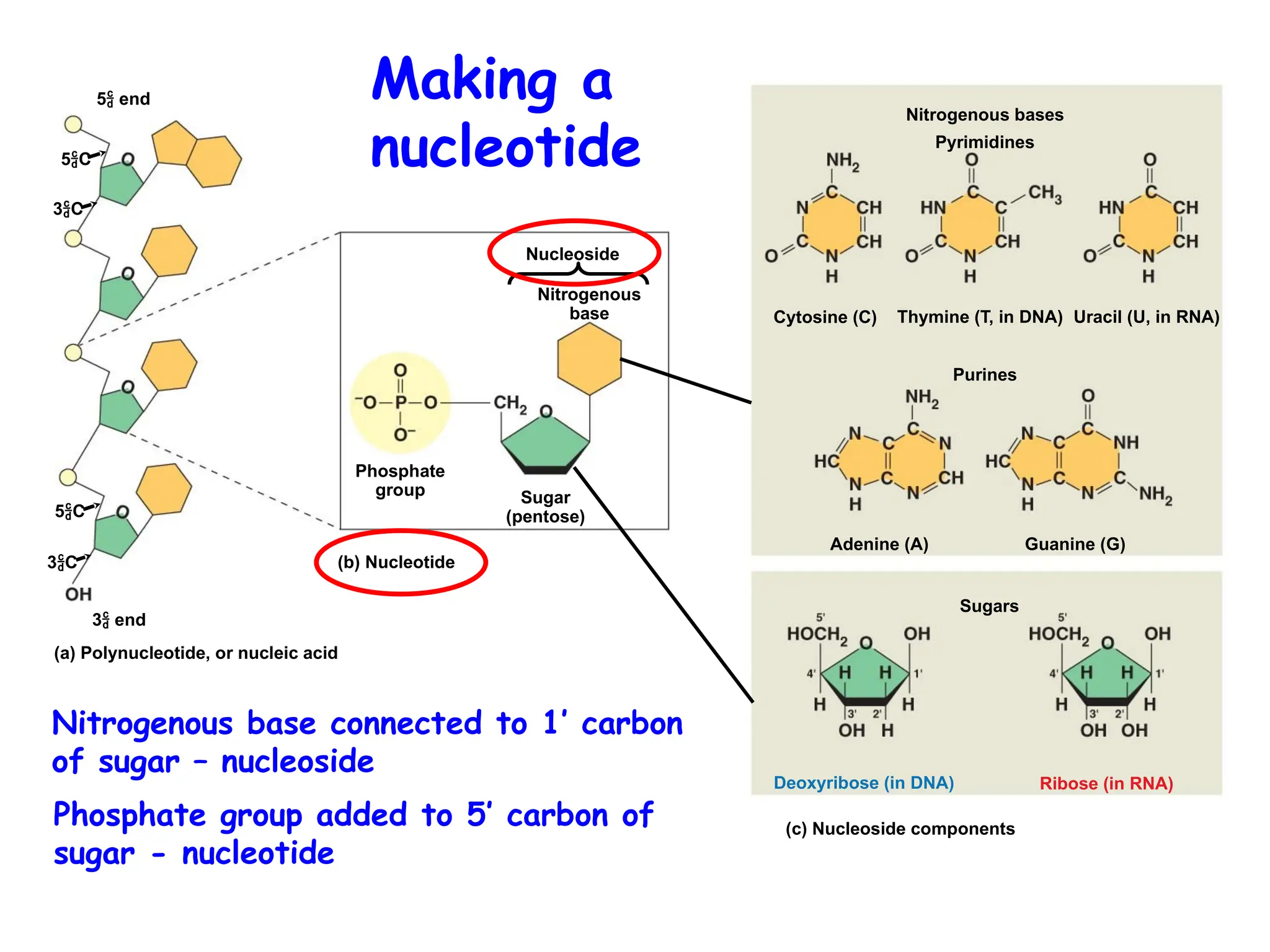 Nucleic Acids and Nucleotides: Structure, Function, and Significance..pptx