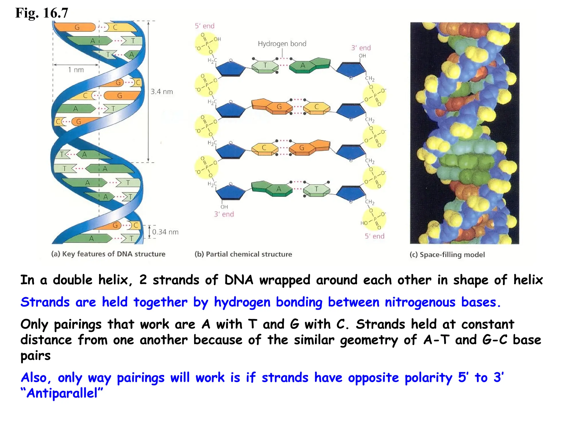 Nucleic Acids and Nucleotides: Structure, Function, and Significance..pptx