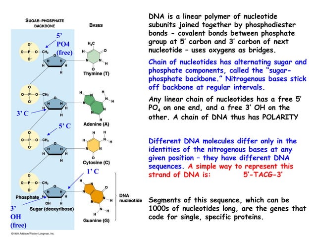 Nucleic Acids and Nucleotides: Structure, Function, and Significance..pptx
