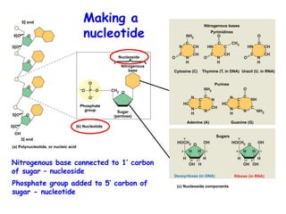 Nucleic Acids and Nucleotides: Structure, Function, and Significance..pptx