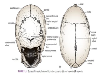 The anatomy of the head and neck region ppt | PPTX