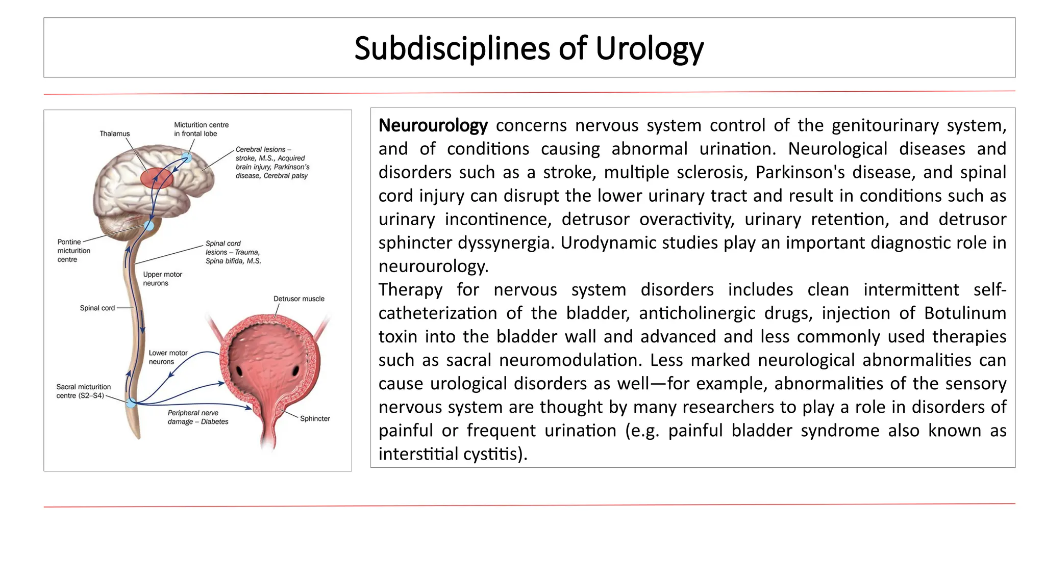 Lecture 1. inro and anomalies.of the urinary system | PPTX