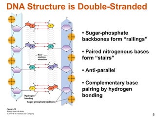 Lecture 1.2 DNA Structure.pptx Biology Powerpoint | PPT