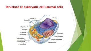 Concept of biology, cell and cell theory, prokaryotes and Eukaryotes | PPT